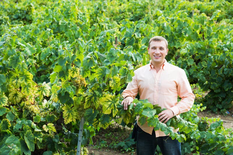 Vintner with Clusters of Grape Stock Image - Image of worker, caucasian ...