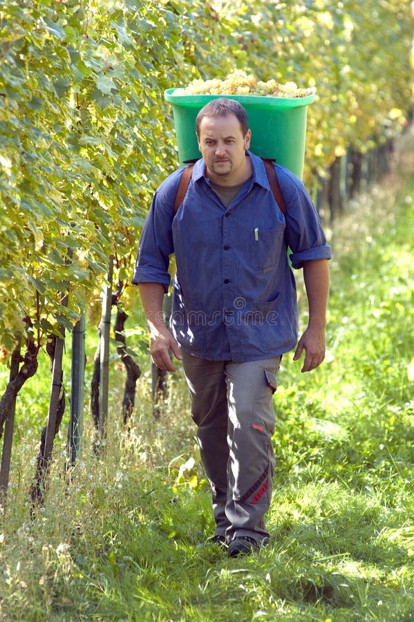 Vintner during the Harvest stock photo. Image of equipmant - 21611236