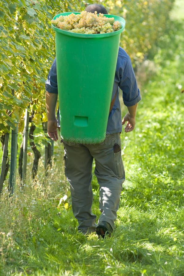 Vintner during the Harvest stock photo. Image of harvesting - 21611254