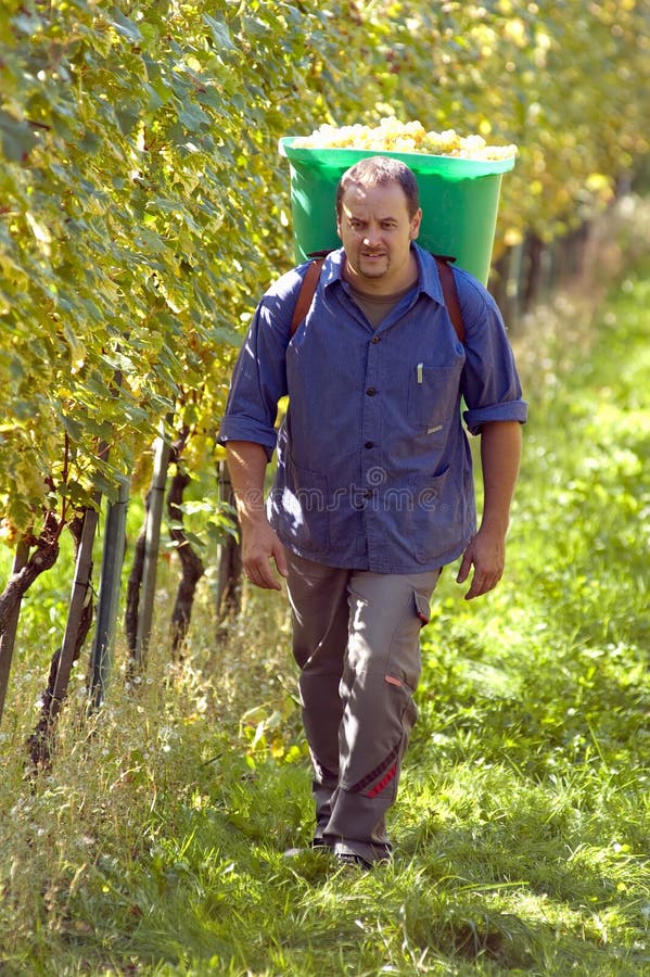 Vintner during the Harvest stock photo. Image of farmer - 21611292