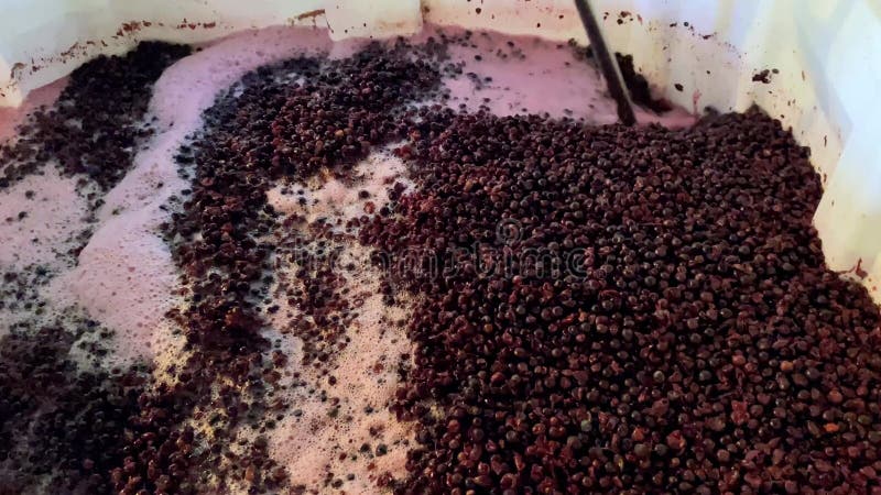 Wine Making Punch Down Process of Red Wine Grapes during Fermentation ...