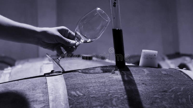 Vintner Taking Sample of Red Wine in Cellar Stock Video - Video of ...