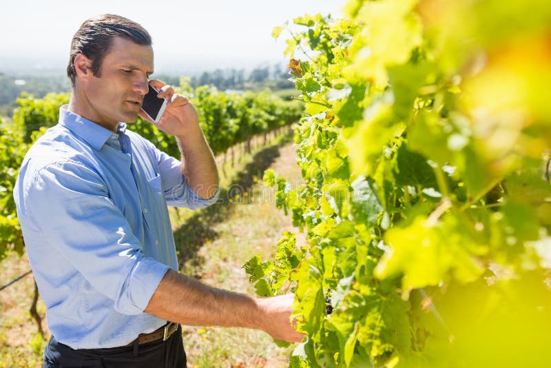Vintner Talking on Mobile Phone while Examining Grapes Stock Image ...
