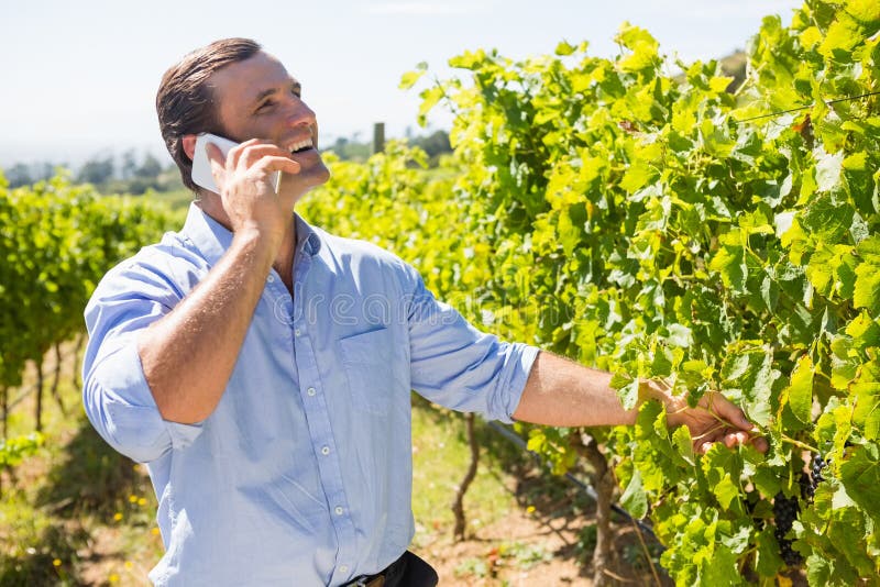 Vintner Talking on Mobile Phone while Examining Grapes Stock Image ...