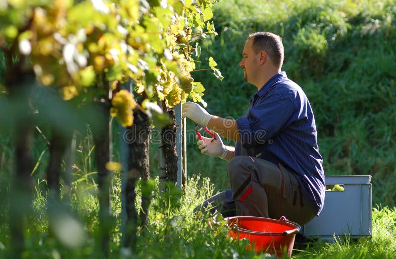 Vintner in the vineyard stock image. Image of berry, market - 16428409