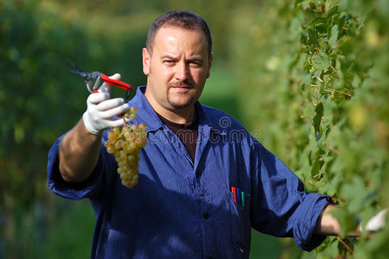 Vintner in the vineyard stock image. Image of berry, market - 16428409