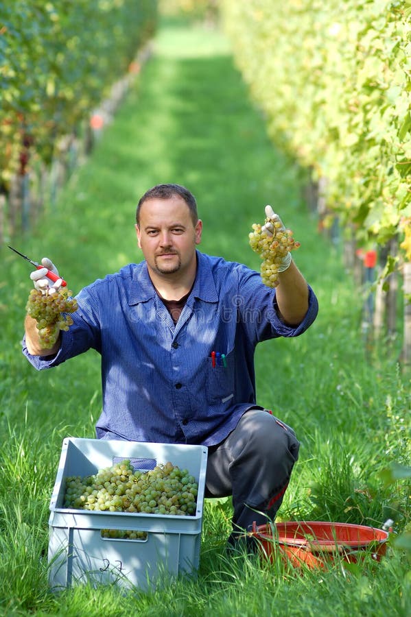 Vintner in the vineyard stock photo. Image of farming - 16547220