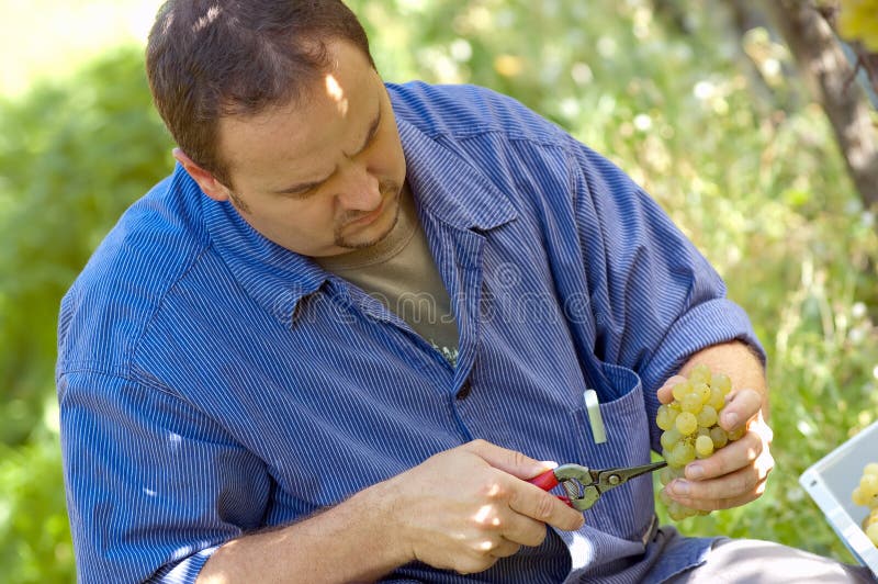 Vintner in the vineyard stock image. Image of control - 21558727