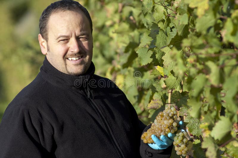 Vintner in the Vineyard stock photo. Image of check, artistic - 26051518