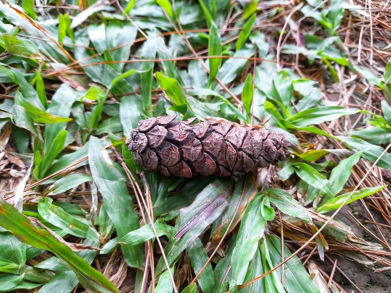 Vinus Tree Stock Photos - Free & Royalty-Free Stock Photos from Dreamstime