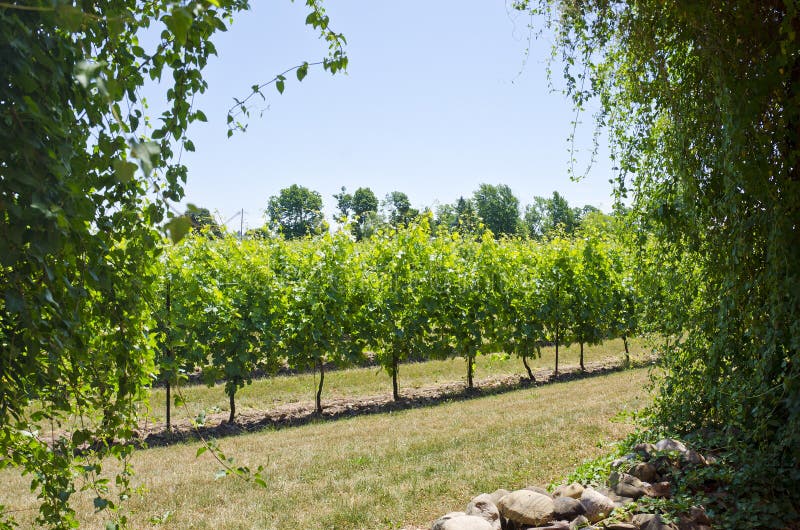 Vinyard Landscape stock image. Image of farm, landscape - 25458727