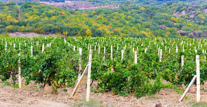 Vinyard nature stock photo. Image of leaf, horizontal - 38246396