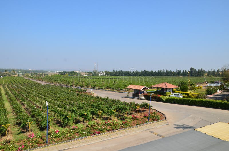 Vinyard view stock photo. Image of growing, agriculture - 332772378