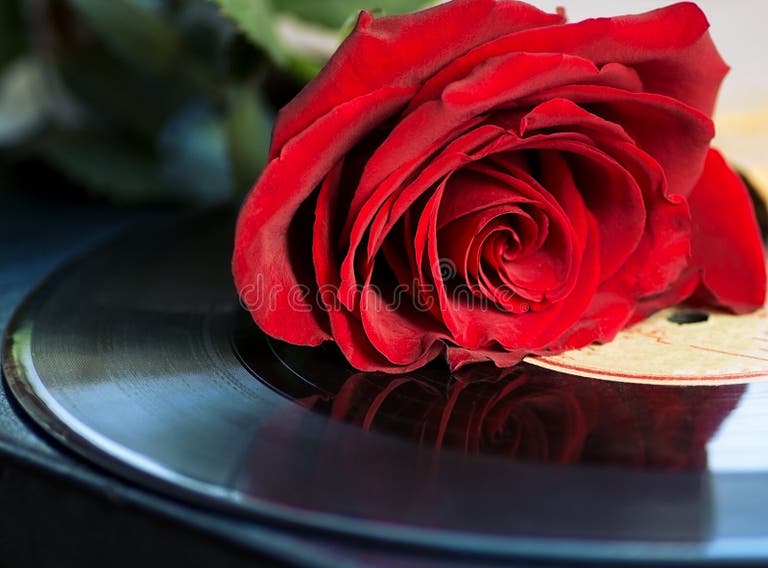 Vinyl Record Disk and a Red Rose Stock Image - Image of flower, rose ...