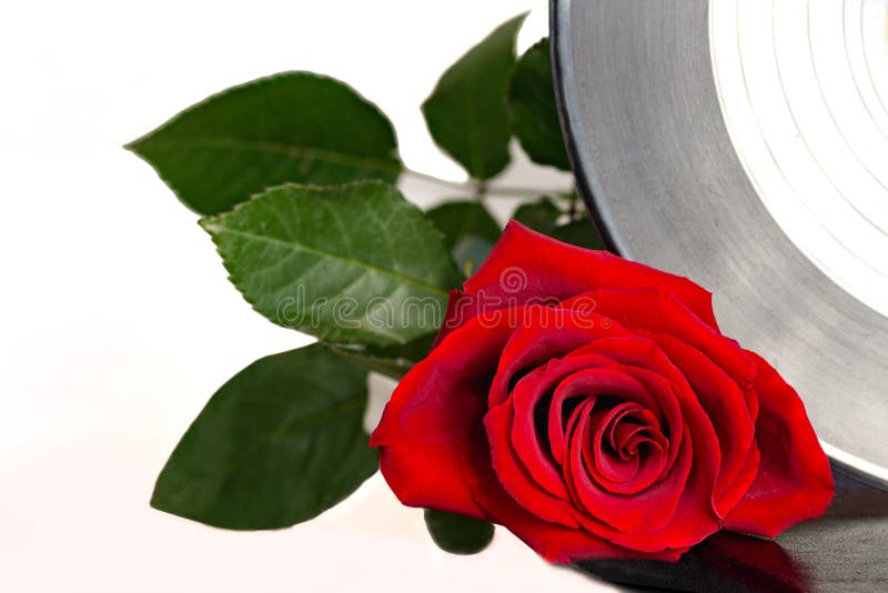Vinyl Record Disk and a Red Rose White Background Stock Image - Image ...