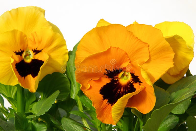 Viola 01 stock image. Image of detail, violet, isolated - 4645017