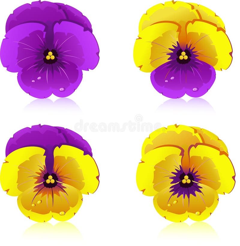 Viola stock vector. Illustration of spring, garden, flowers - 9061794