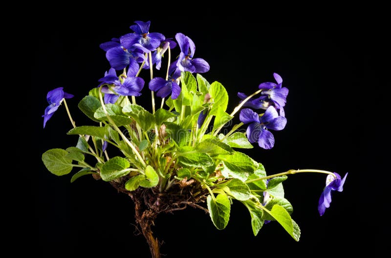 Viola Adunca - Early Blue Violet Stock Image - Image of colors ...