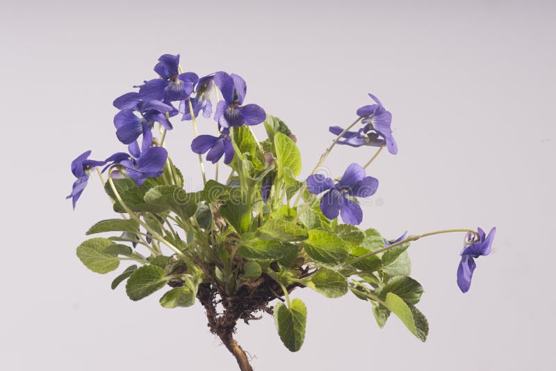 Viola Adunca - Early Blue Violet - Isolated on White Stock Photo ...