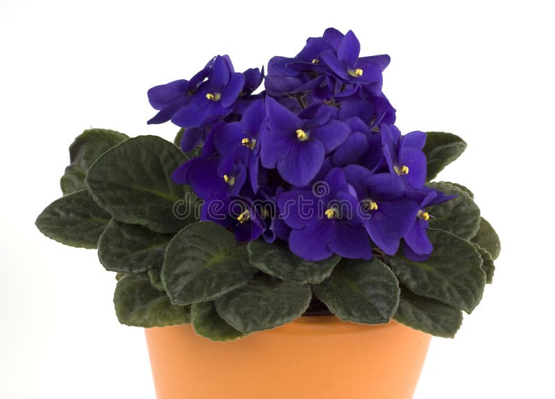 Viola Africana, Fiore Di Saintpaulia Sul Davanzale Della Finestra ...