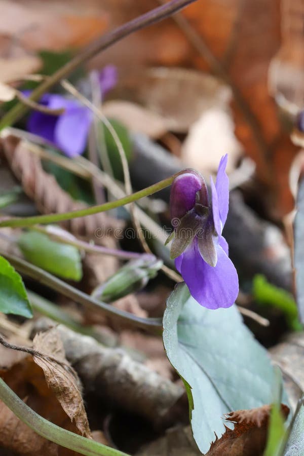 Viola Alba Subsp. Dehnhardtii, Violaceae Stock Image - Image of natural, petal: 361545329