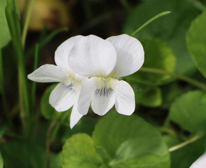 Viola alba (white violet) stock photo. Image of flora - 379973524