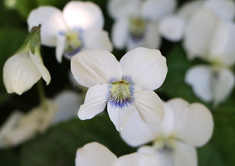 Viola alba (white violet) stock image. Image of pure - 316964387