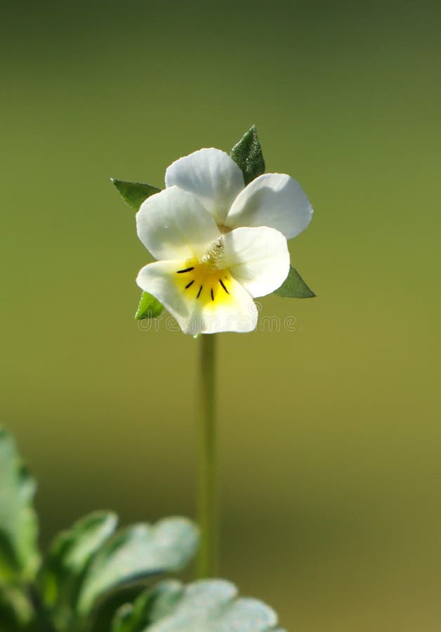 Viola Arvensis (field Pansy) Stock Image - Image of violaceae, species ...