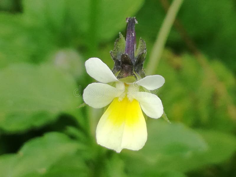 Viola arvensis foto de archivo. Imagen de flor, hermoso - 229682502