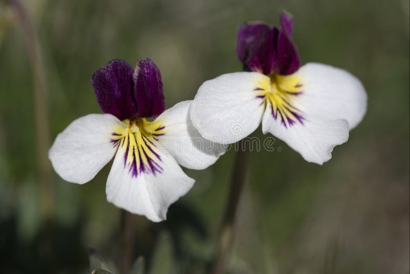 Beckwithii Stock Photos - Free & Royalty-Free Stock Photos from Dreamstime