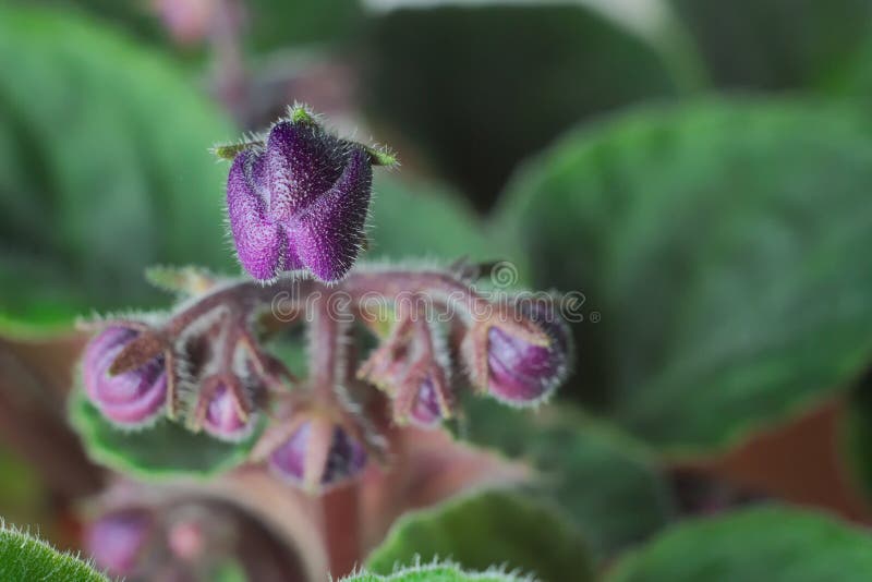 Viola bud stock photo. Image of color, colorful, botany - 73942356