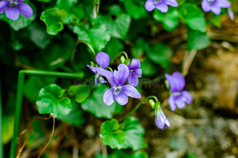 Viola Canina, Commonly Known As Heath Dog-violet and Heath Violet Stock ...
