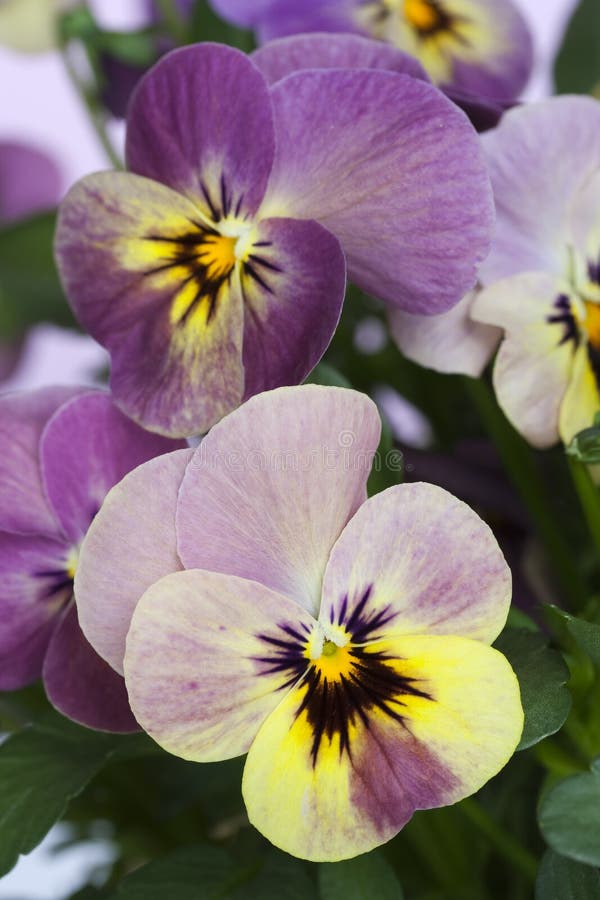 Viola Caramella Stock Photos - Free & Royalty-Free Stock Photos from ...