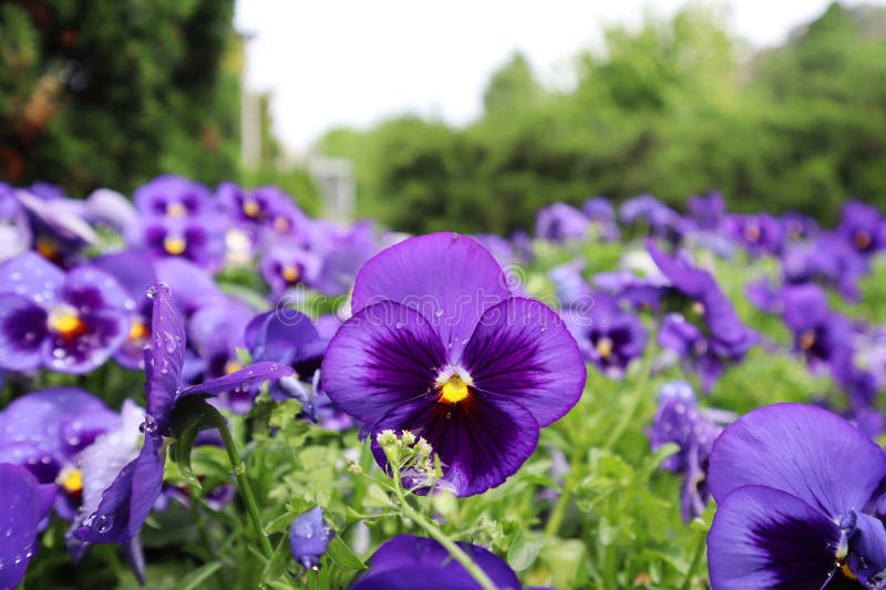 Viola ‘Celestial Midnight’ after Rain Stock Image - Image of tree ...