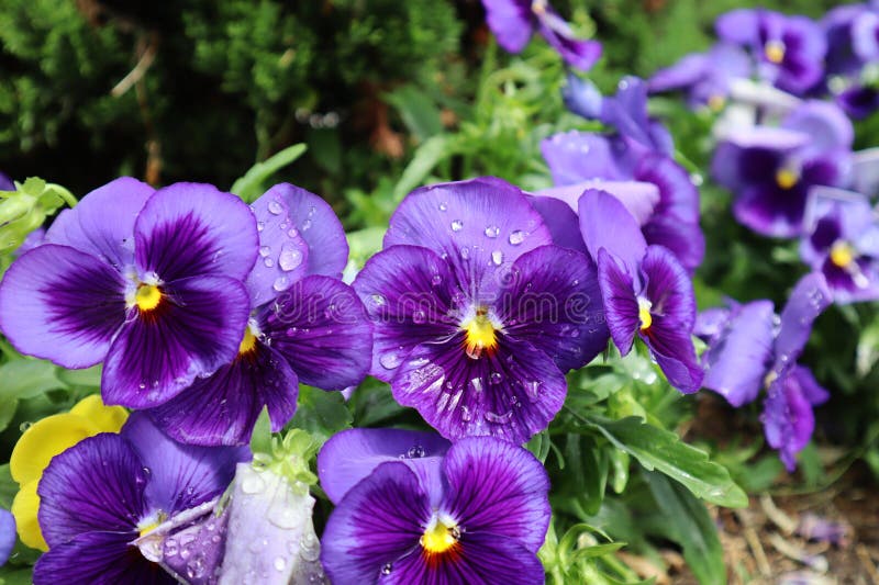Viola ‘Celestial Midnight’ after Rain Stock Image - Image of spring ...