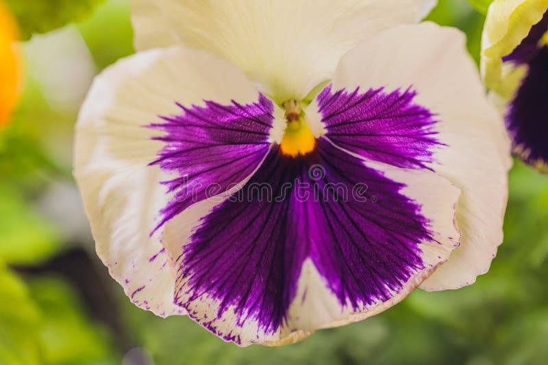 Viola Comestible Microgreens Vegetariano Crudo Comida Saludable. Imagen ...