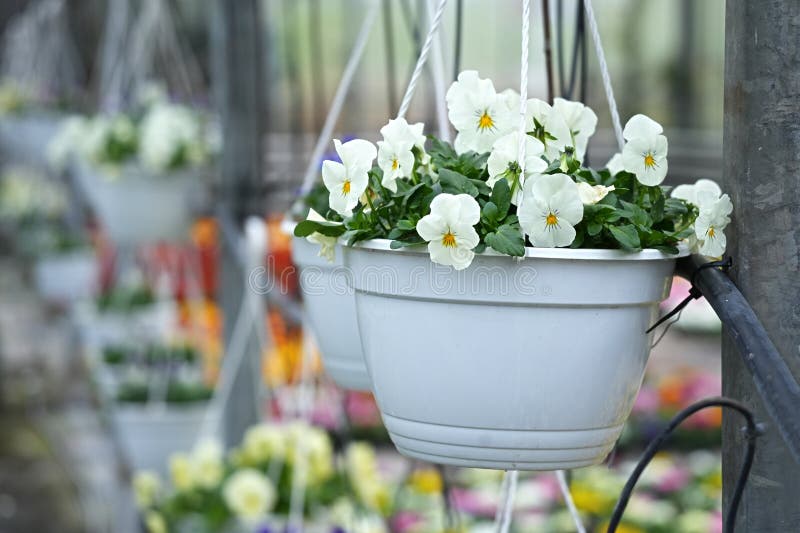 Viola Cool Wave White in Hanging Flower Pot Close-up Stock Image ...