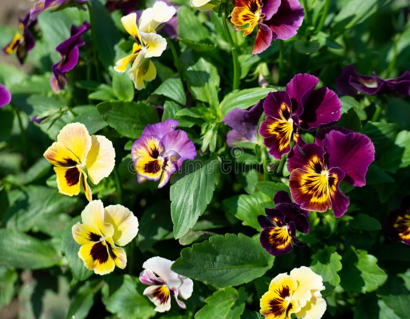 Viola Cornet, Horned Pansies, Tufted Pansies Blooms in the Sun Stock ...