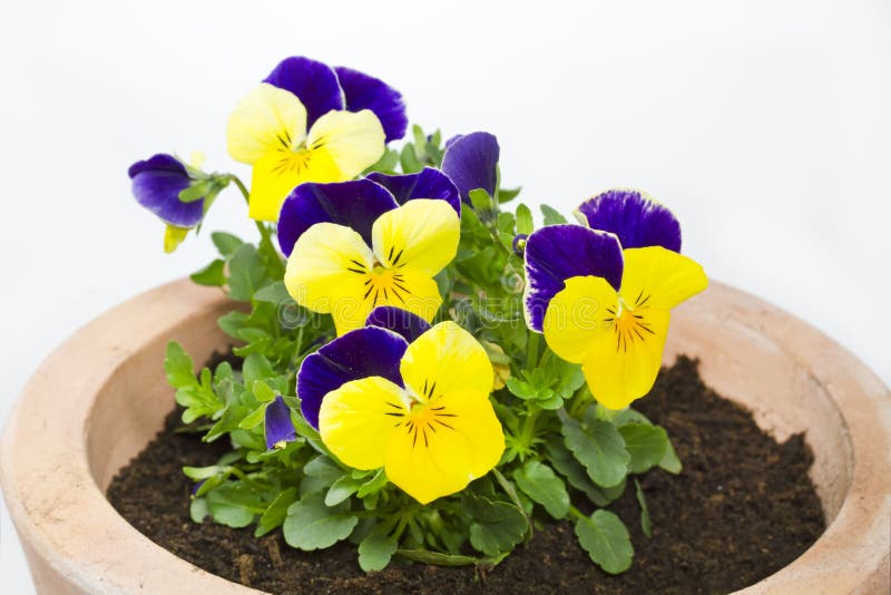 Viola Cornuta Flower in a Pot Stock Image - Image of botanical, leaves ...