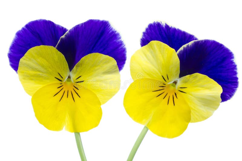Viola cornuta flowers stock image. Image of spring, detail - 23881413