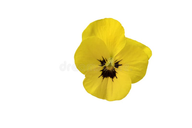 Single Yellow Viola Cornuta Flower Stock Image - Image of blossom ...