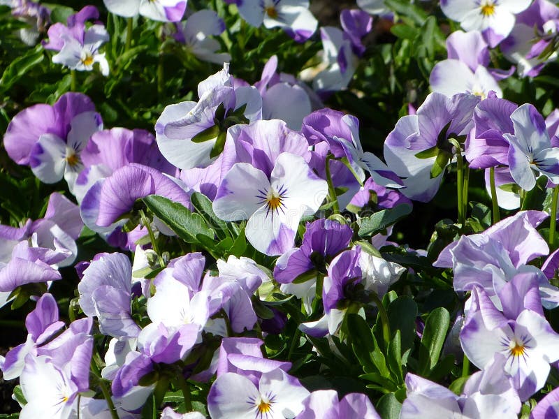 Viola Cornuta Penny Purple Flowers Stock Photo - Image of viola, plant ...