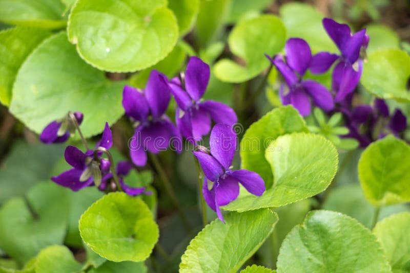 Violeta De Madeira Ou Odorata Da Viola Isolado No Fundo Branco Imagem ...