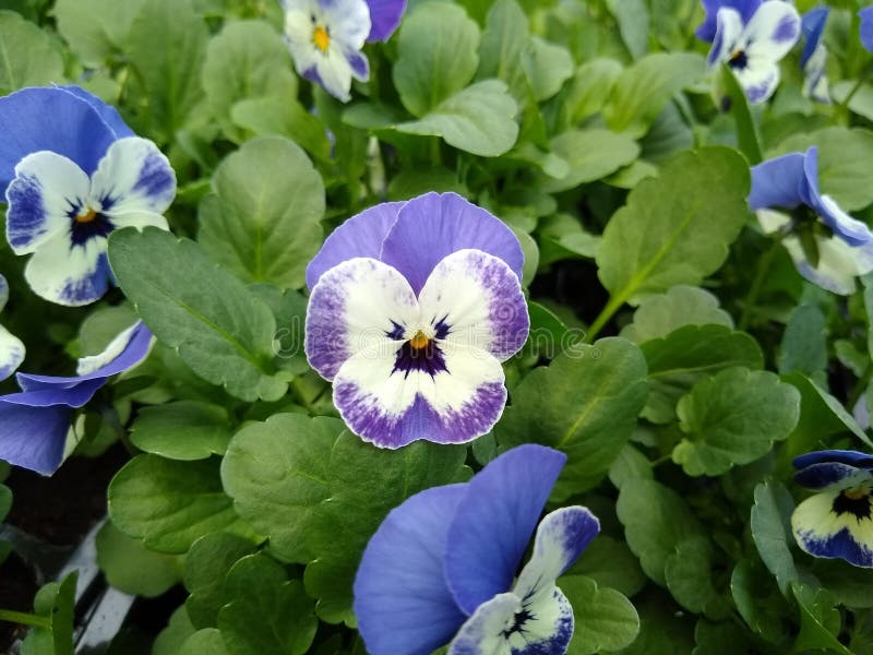 Viola `Delft Blue` stock image. Image of white, blossom - 195414589