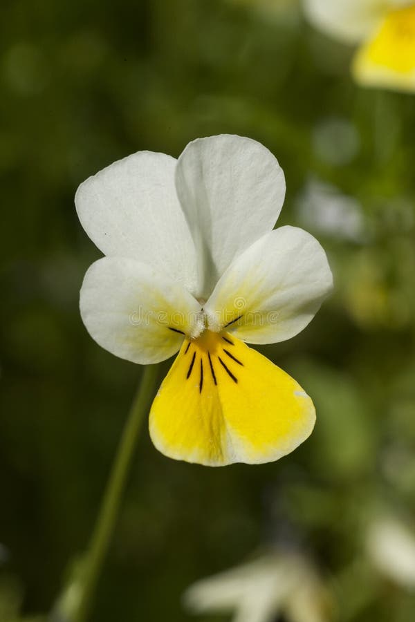 Viola stock image. Image of wild, vertical, spring, violaceae - 41574991