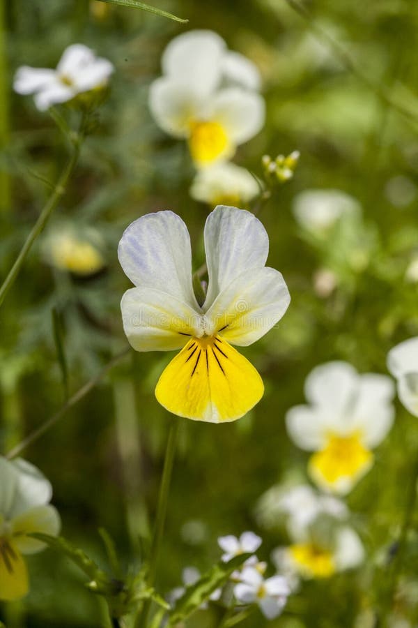 Viola stock image. Image of britain, plant, nature, field - 41575001