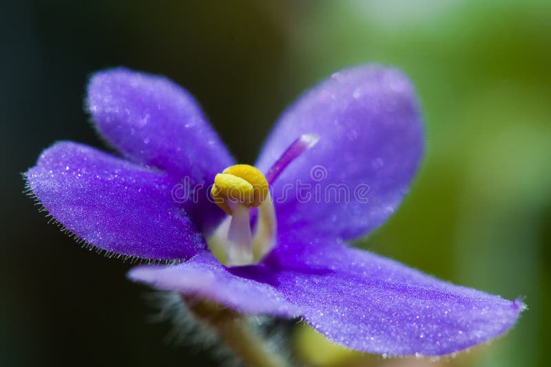 African Violet stock image. Image of nature, white, petals - 93875