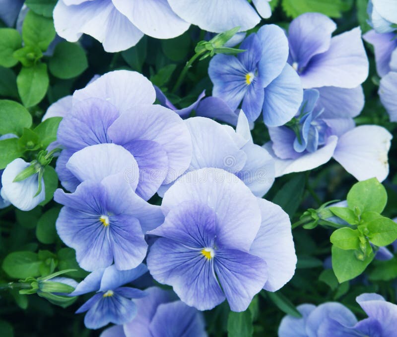 Viola Flower Field Summer Day Close Up Stock Image - Image of natural ...
