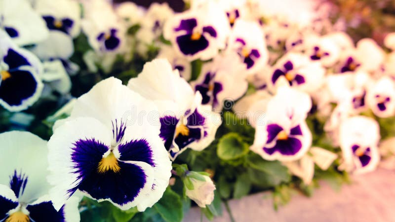 Viola flower field stock image. Image of delicate, beauty - 27369623