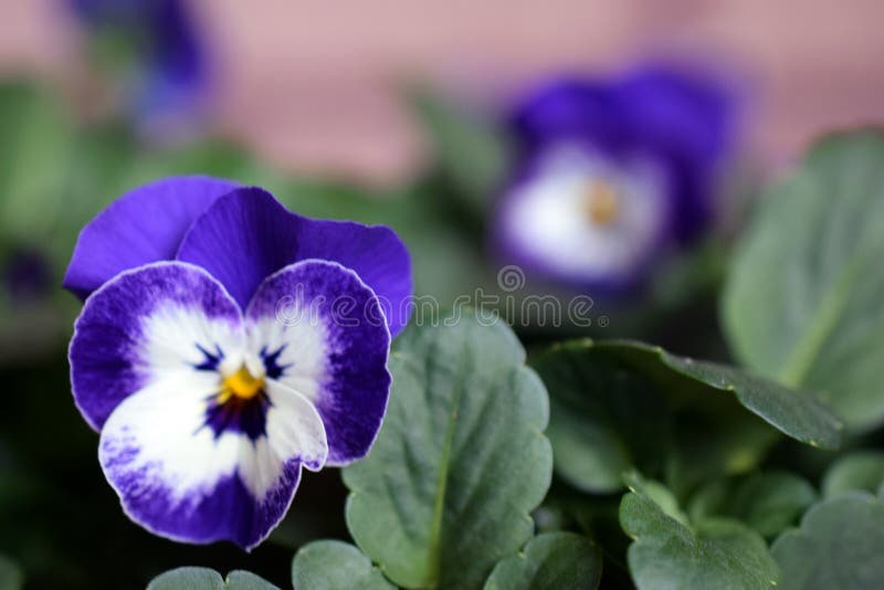 Viola flower stock photo. Image of blooming, spring, copy - 91768936